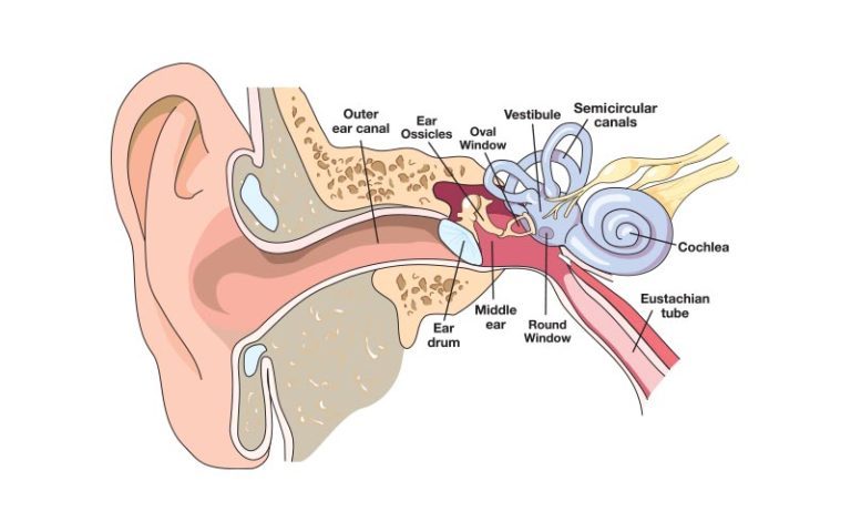 How Your Ears Respond to Pressure - DAN World