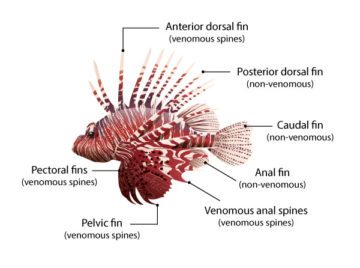 Lionfish Awareness - DAN World