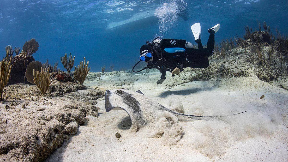 Australia - DAN World