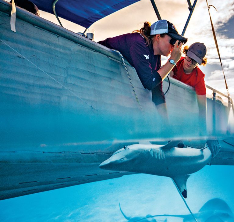 Physioshark Team Studies Climate Change Impacts on Sharks - DAN World