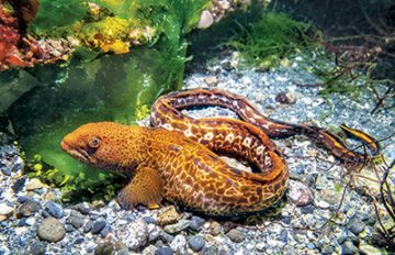 Wolf-Eels - DAN World