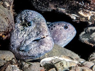 Wolf-Eels - DAN World