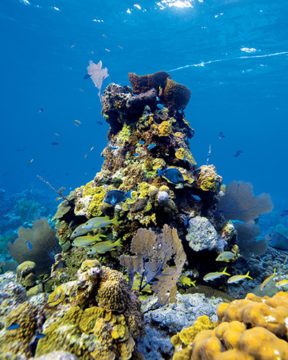 Recovering Color in Underwater Photography - DAN World